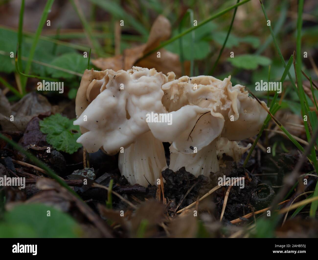Helvella crispa, also known as the white saddle, elfin saddle or common ...
