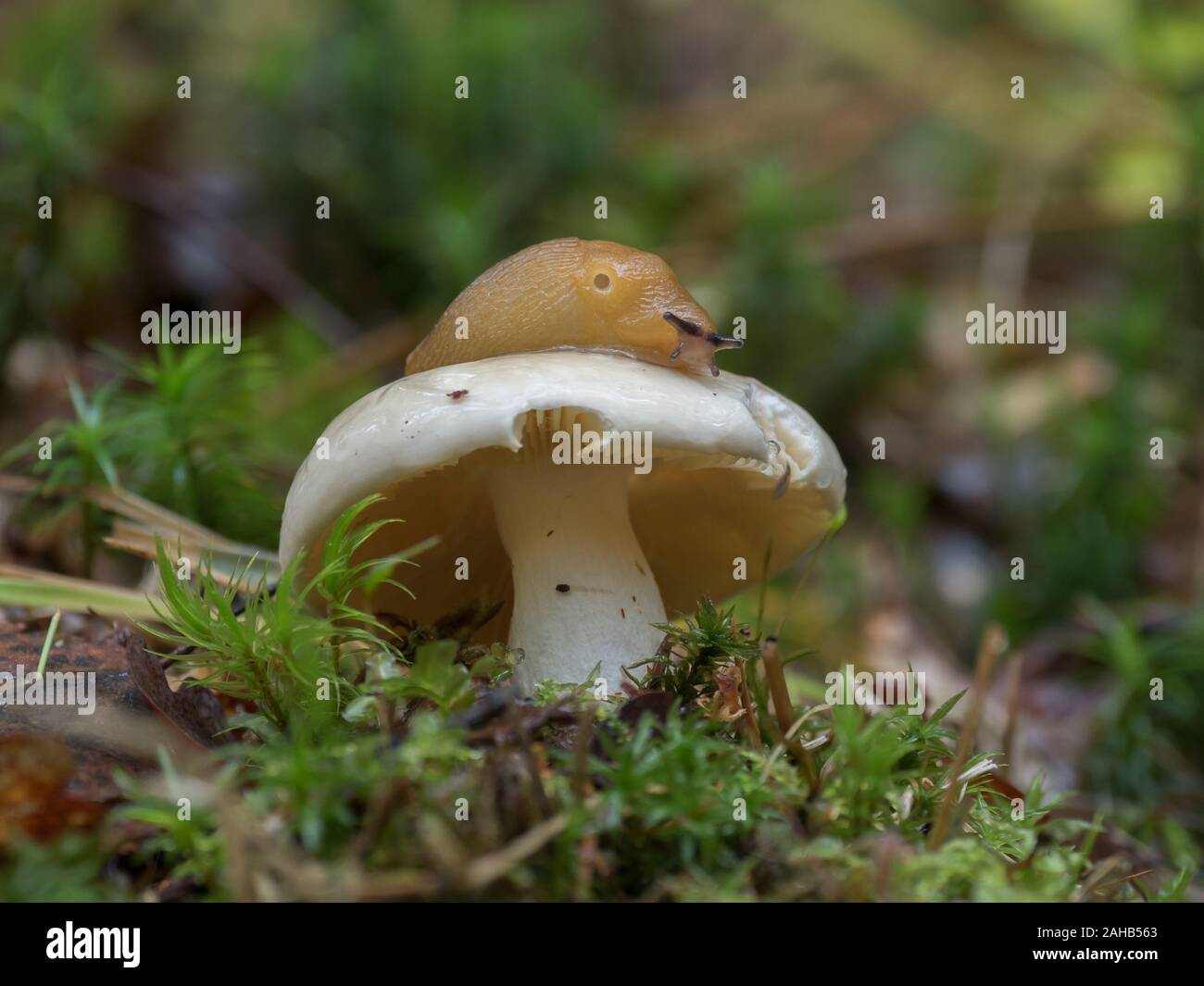 Land slug feasting on a mushroom, Görvälns naturreservat, Sweden Stock ...