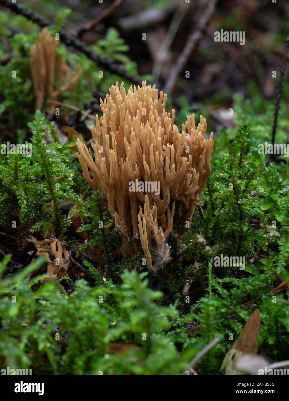 Ramaria eumorpha growing in Görvälns naturreservat, Sweden Stock Photo ...