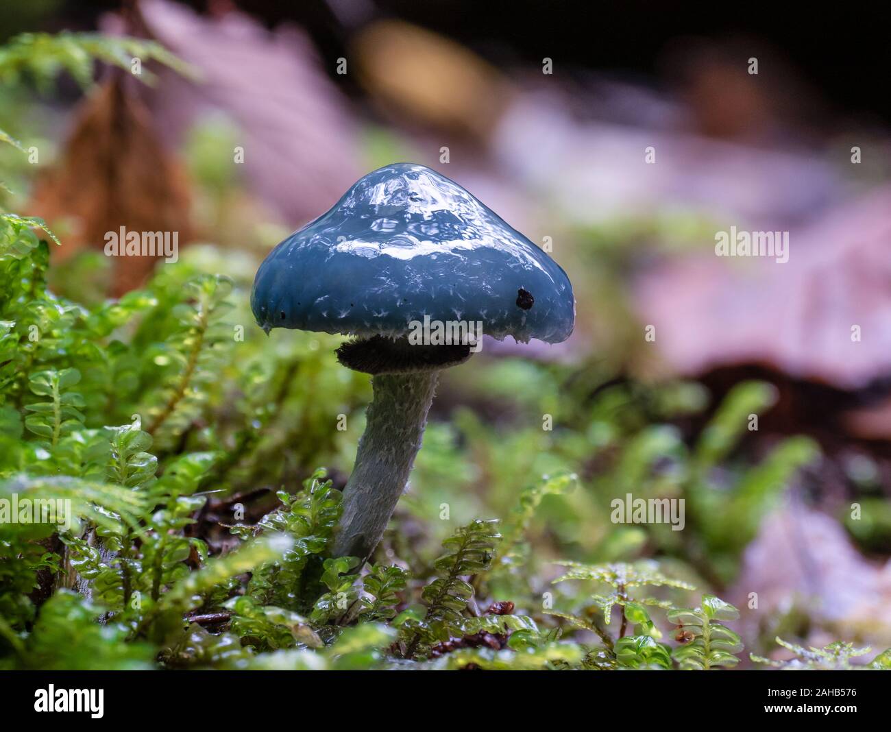 Verdigris agaric (Stropharia aeruginosa) growing in Görvälns ...