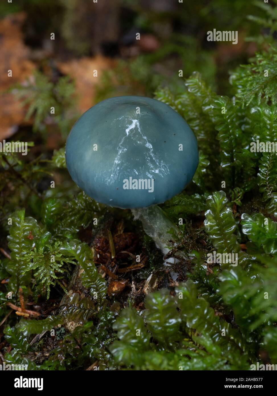 Verdigris agaric (Stropharia aeruginosa) growing in Görvälns ...