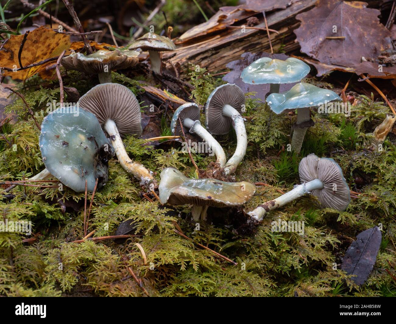 Verdigris agaric (Stropharia aeruginosa) growing in Görvälns ...