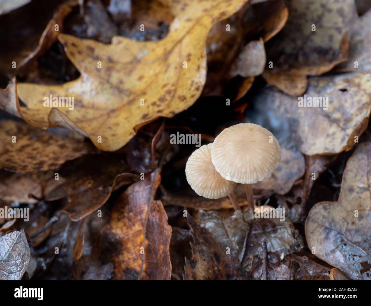 Marasmius prasiosmus growing in Görvälns naturreservat, Sweden Stock ...