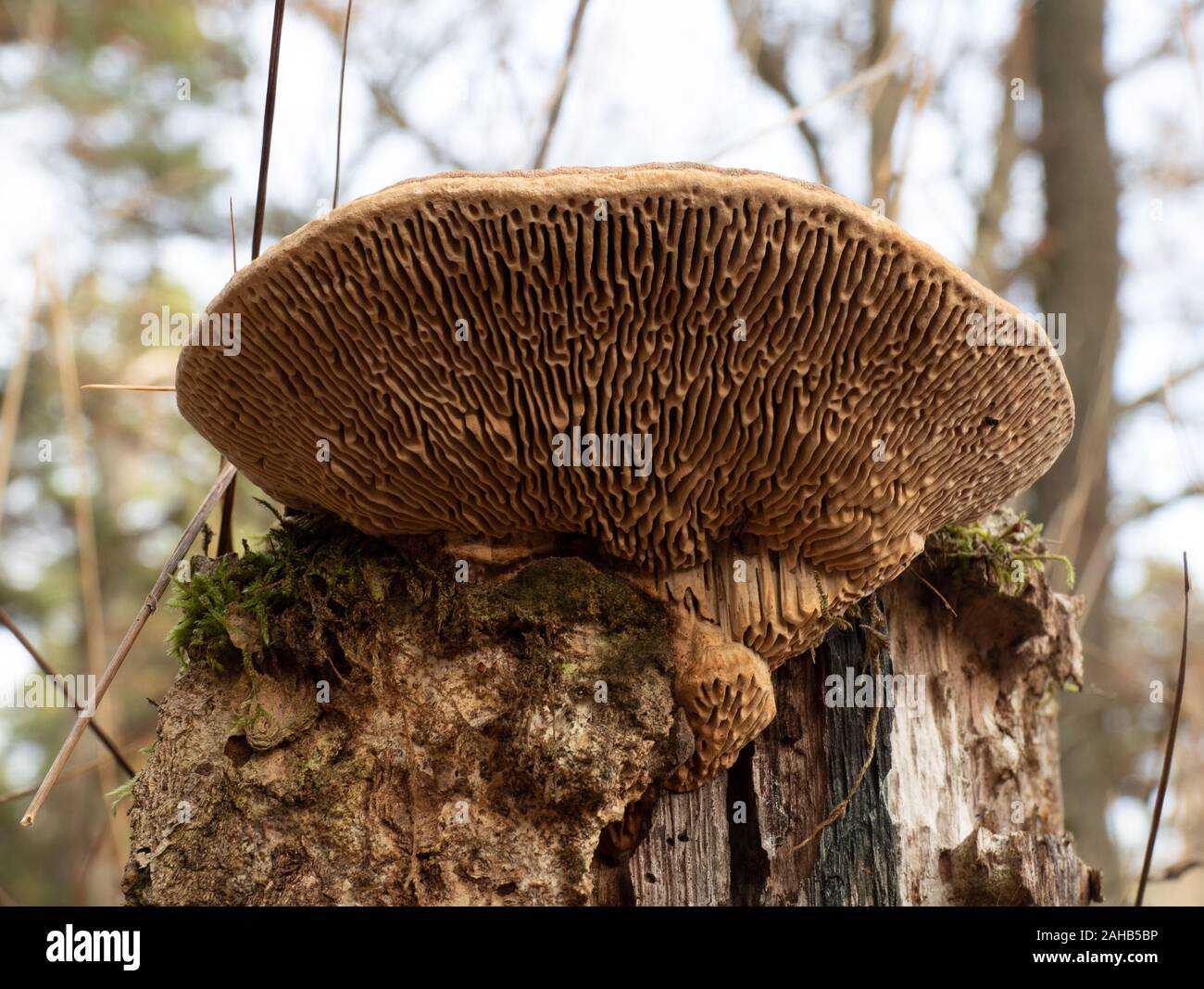 Oak mazegill or maze-gill fungus (Daedalea quercina) growing in ...