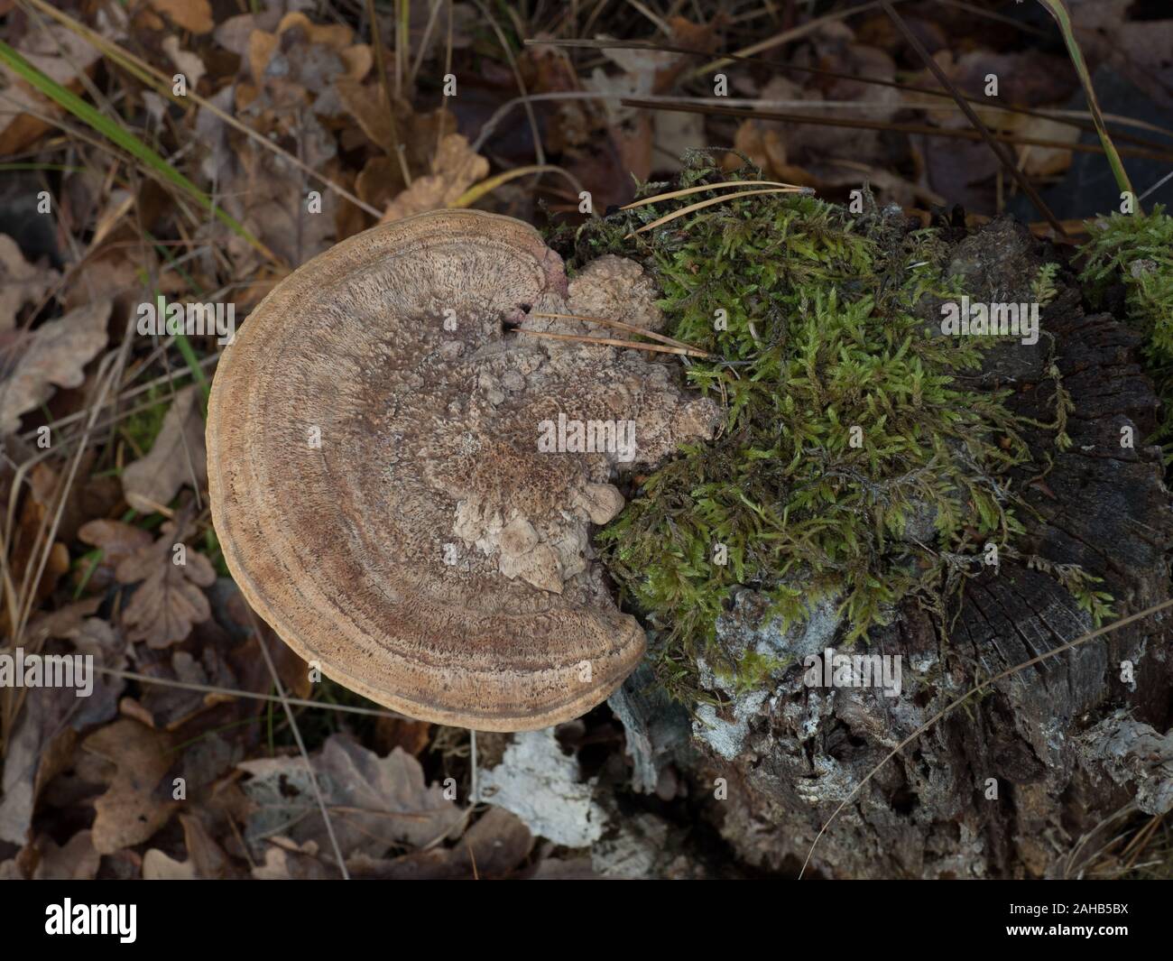 Maze gill fungi hi-res stock photography and images - Alamy