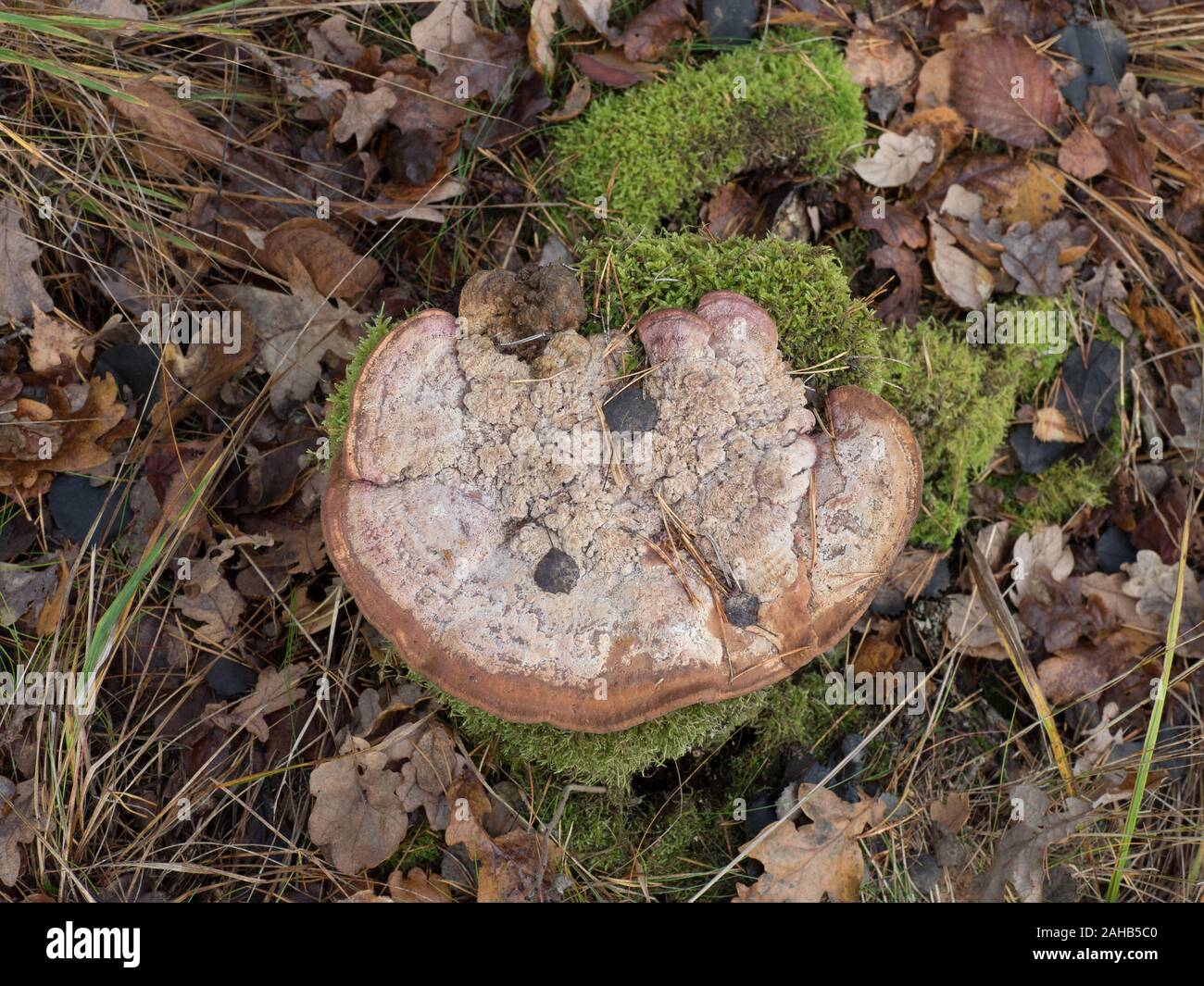 Oak mazegill or maze-gill fungus (Daedalea quercina) growing in ...