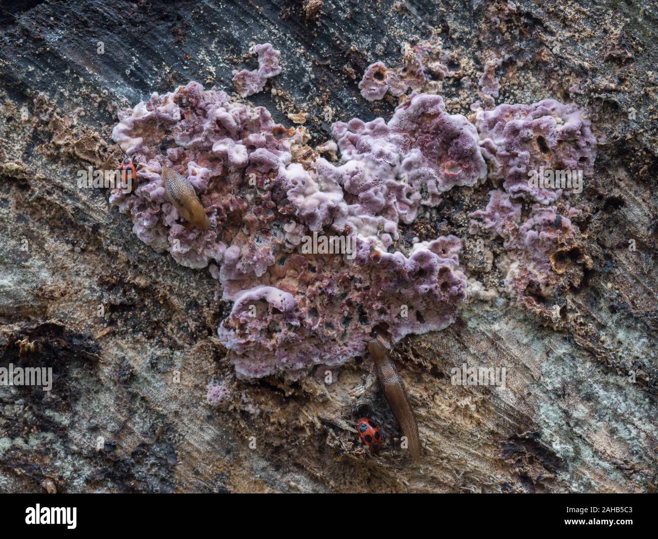 Silver leaf (Chondrostereum purpureum) growing in Görvälns ...