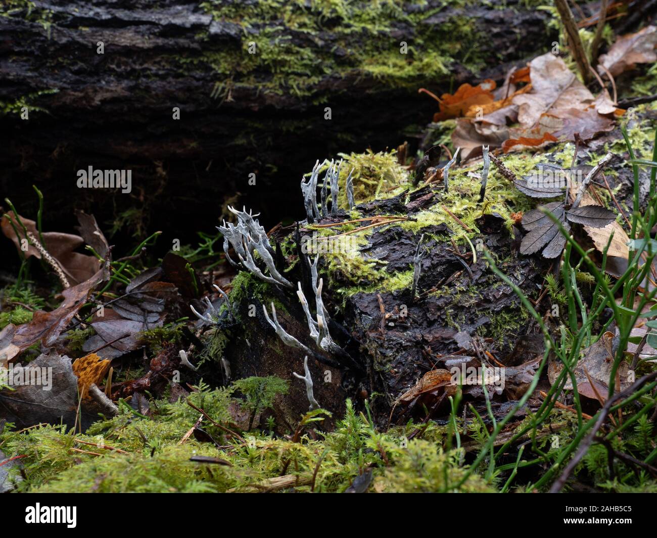 Xylaria hypoxylon known as the candlestick fungus, the candlesnuff ...
