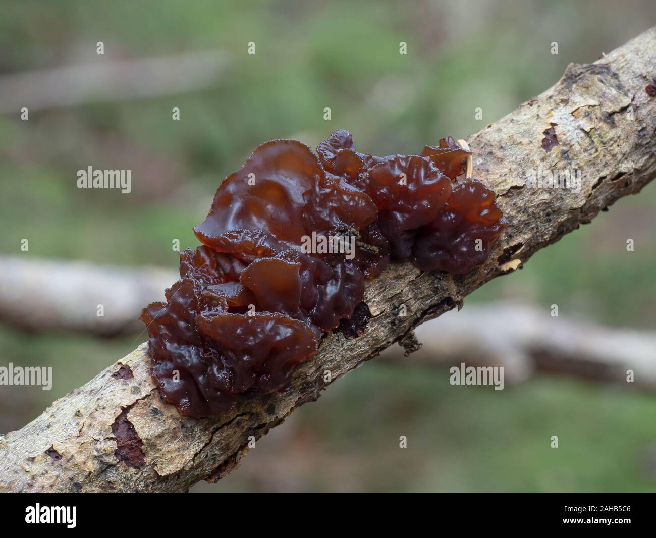 Exidia recisa (common name willow brain or amber jelly roll) growing in ...