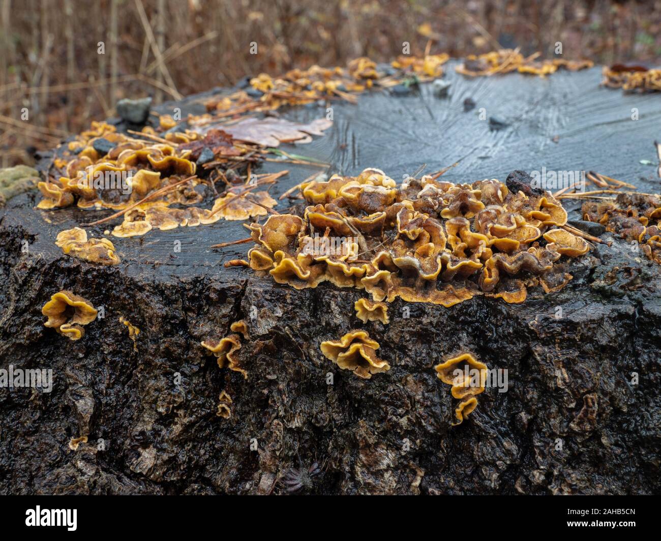 Stereum hirsutum, also called false turkey tail and hairy curtain crust ...