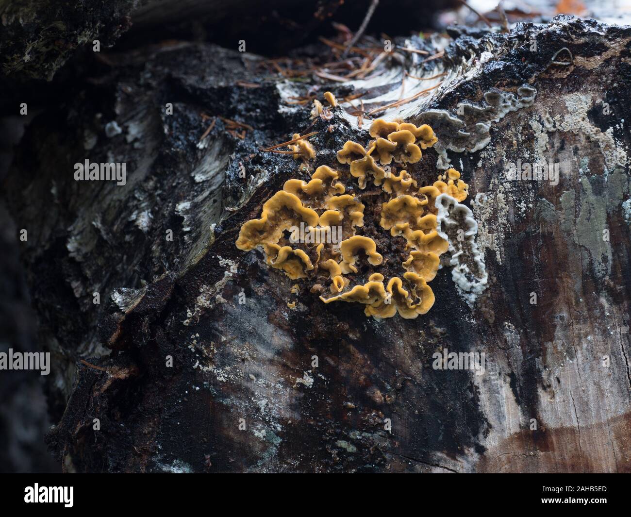 False turkey tail fungi hi-res stock photography and images - Alamy