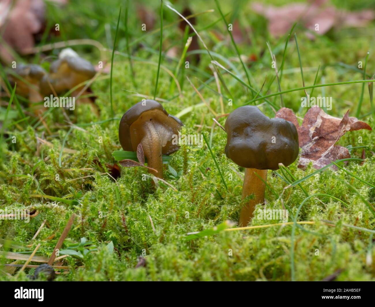 Leotia lubrica, commonly referred to as a jelly baby growing in ...