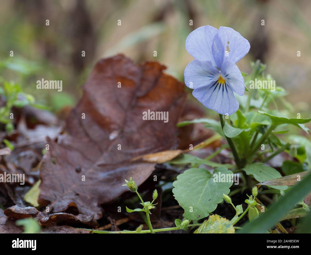 Viola plant hi-res stock photography and images - Alamy