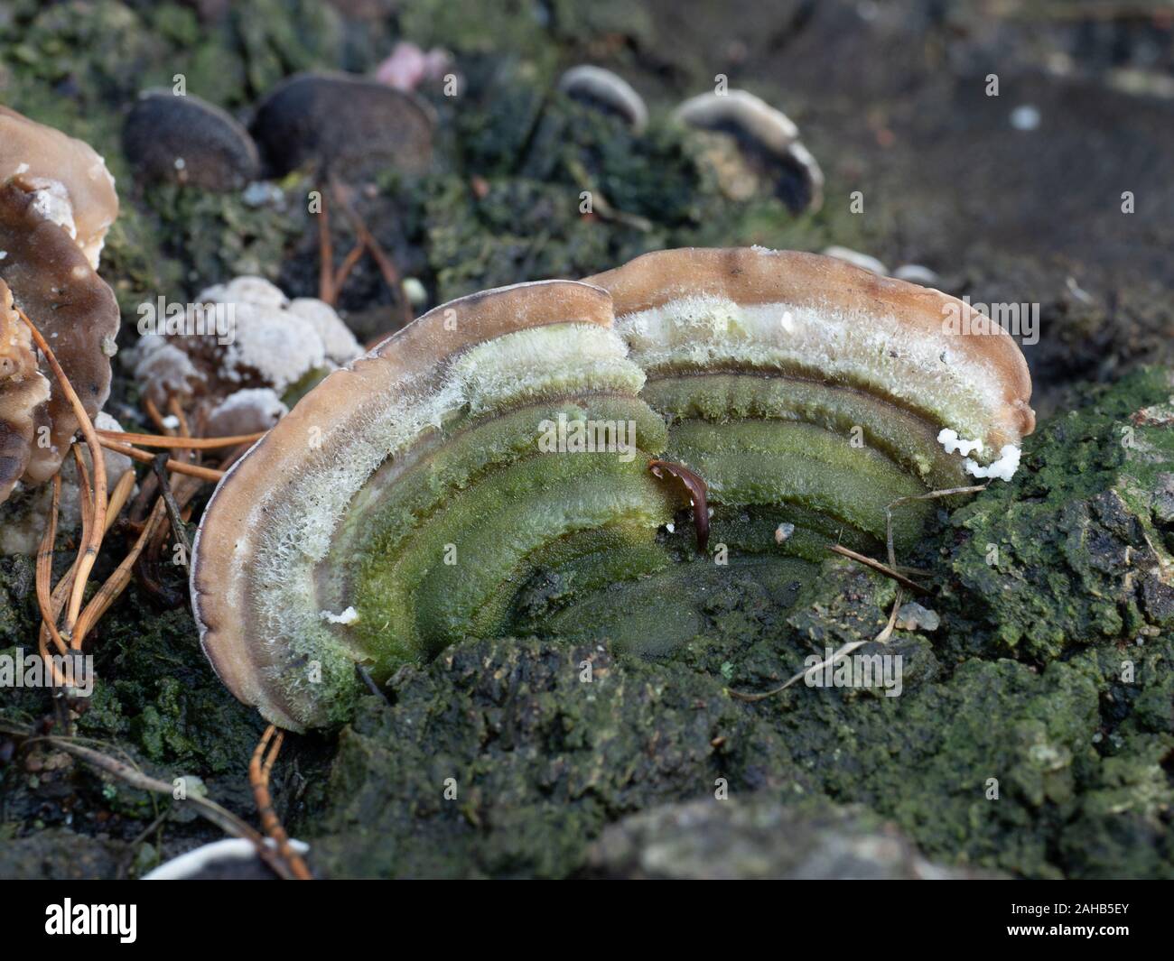 Cerrena unicolor, commonly known as the mossy maze polypore, is a ...