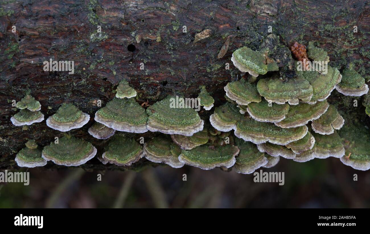 Trichaptum abietinum is a species of poroid fungus in the order ...