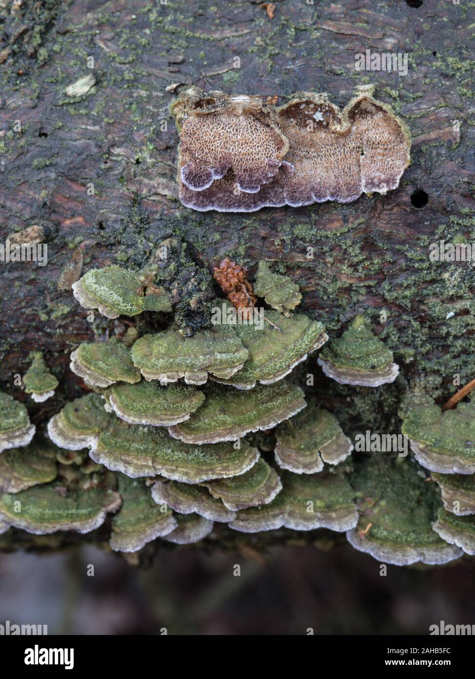Trichaptum abietinum is a species of poroid fungus in the order ...