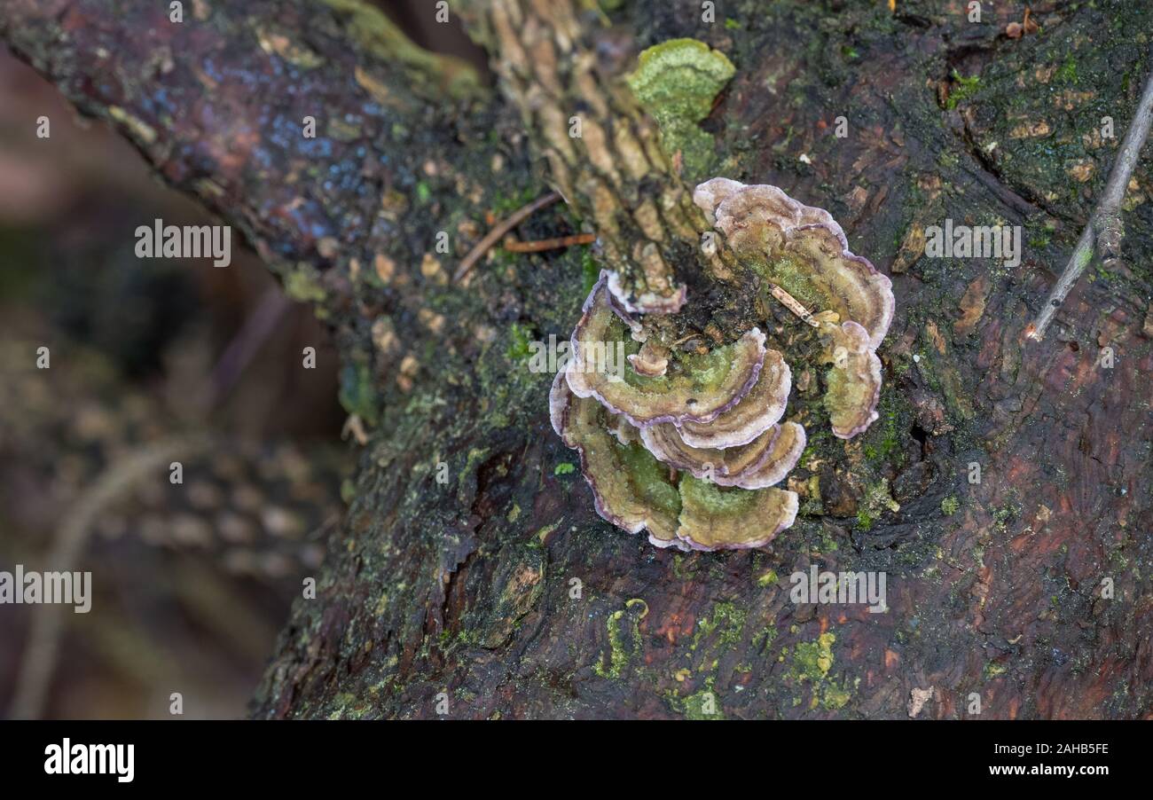 Trichaptum abietinum is a species of poroid fungus in the order ...