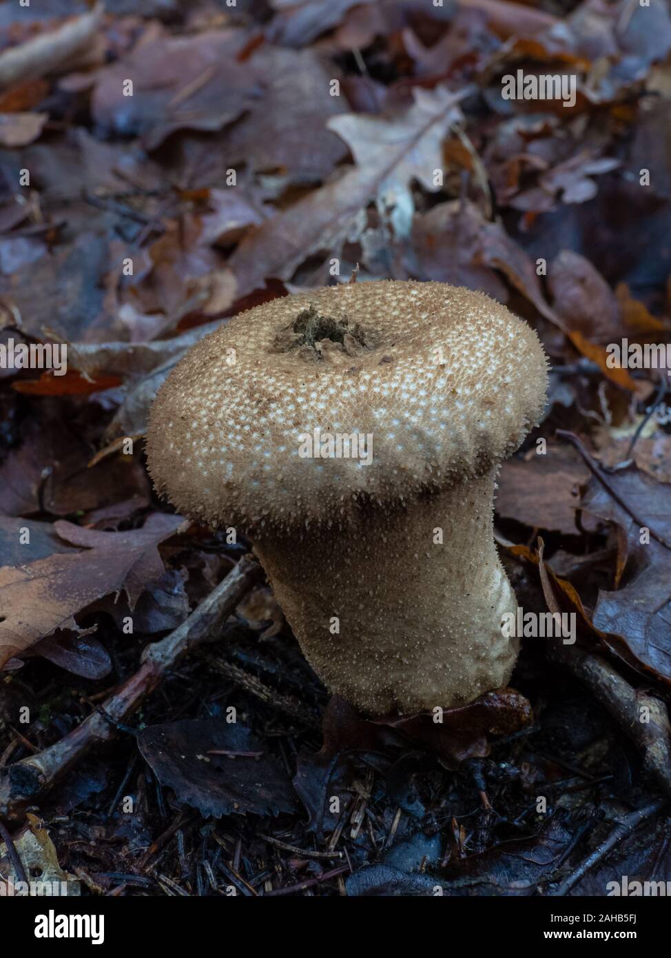 Devils mushroom hi-res stock photography and images - Alamy
