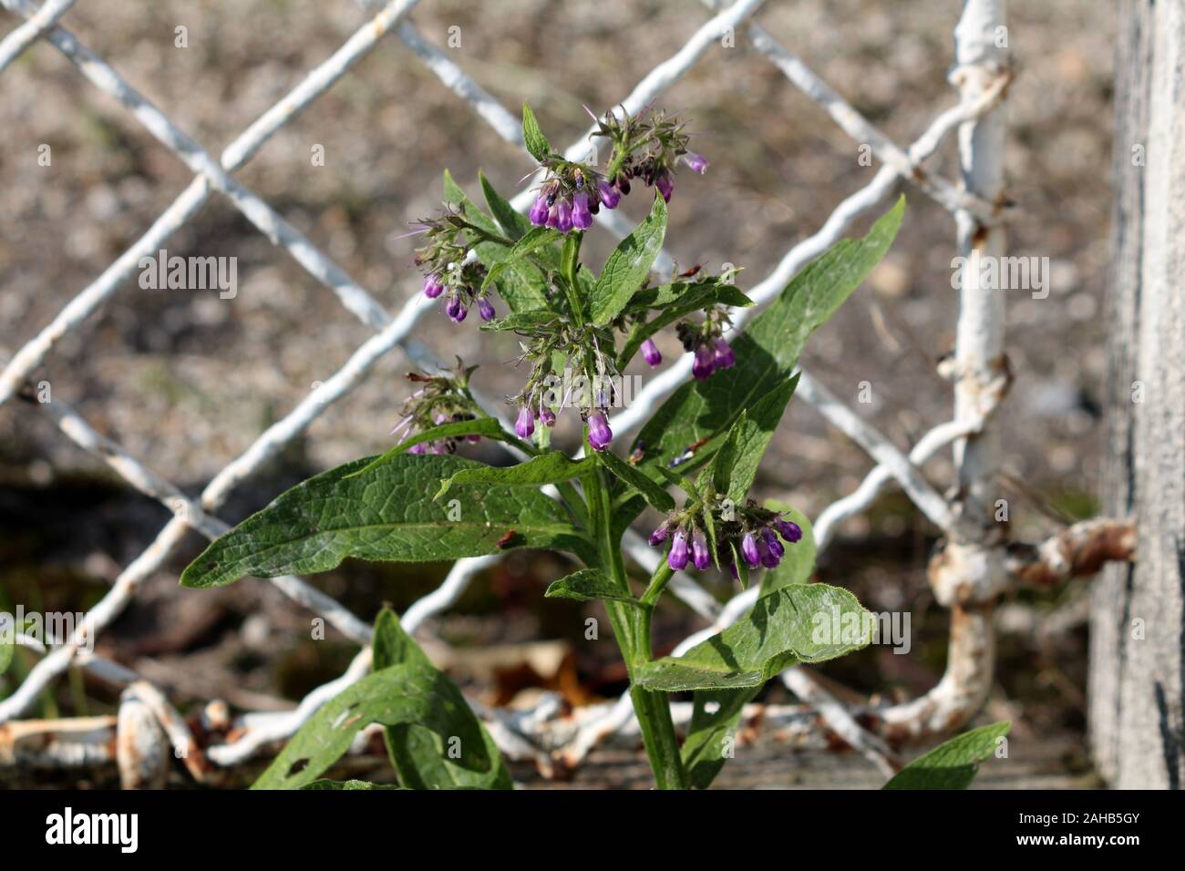 Common comfrey or Symphytum officinale or True comfrey or Quaker ...