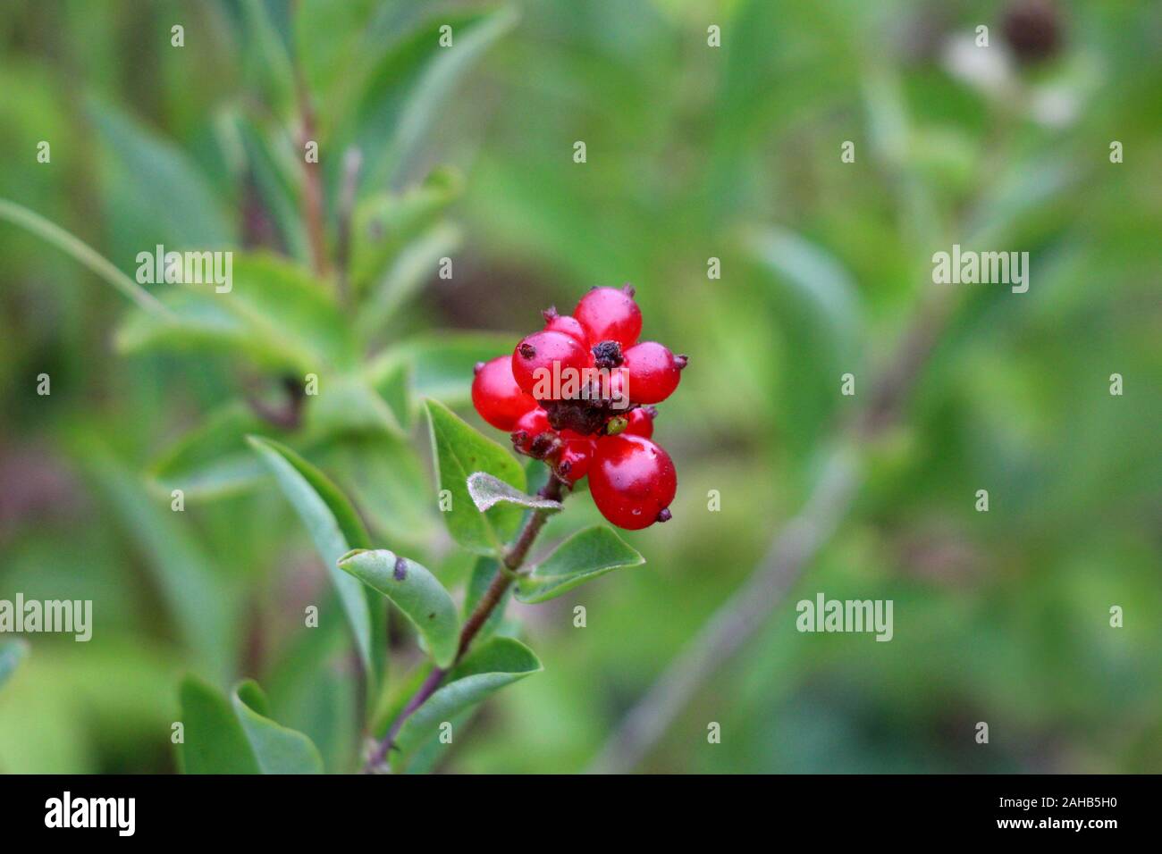 Common honeysuckle or Lonicera periclymenum or Honeysuckle or European ...