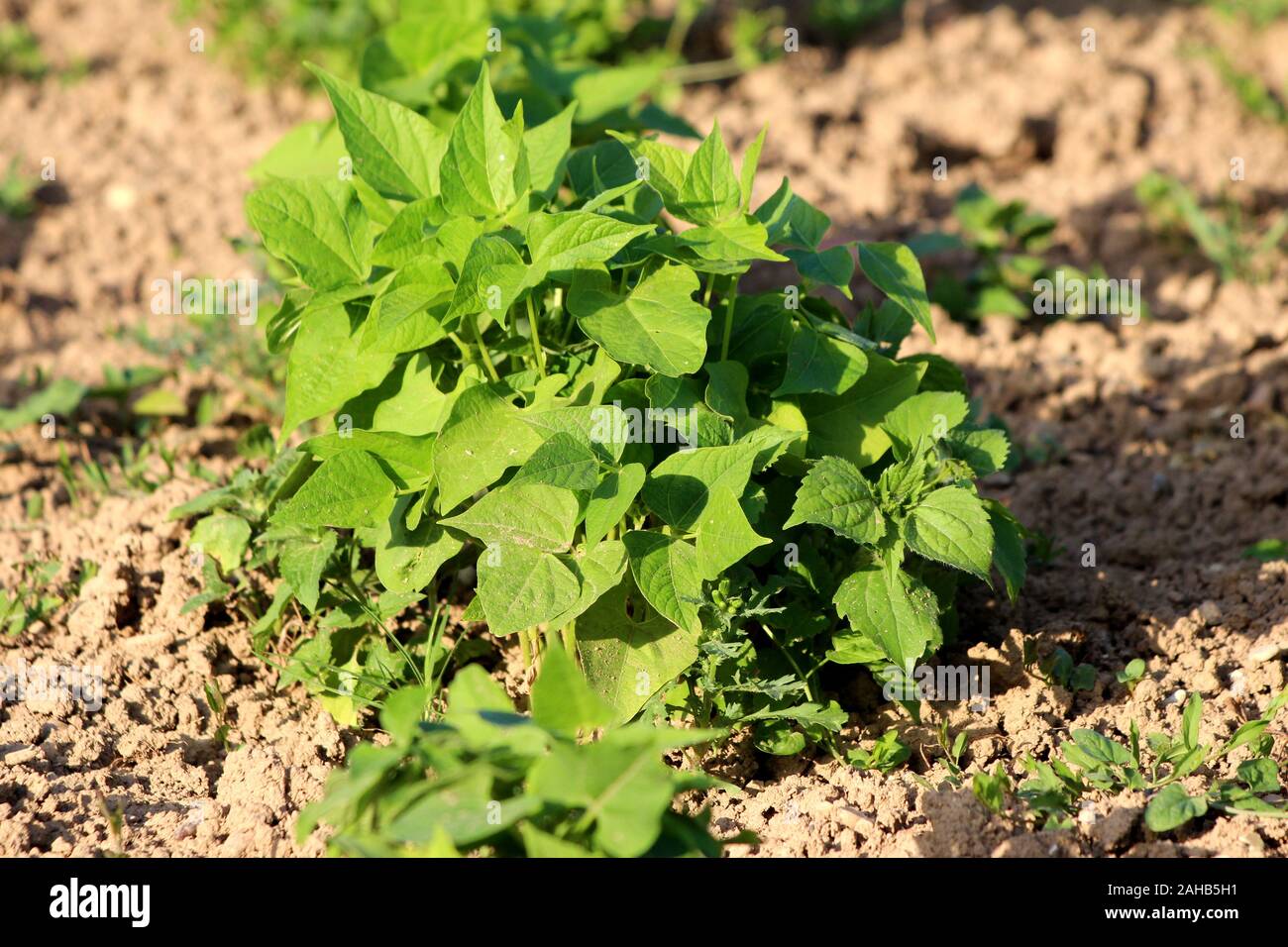 Common bean or Phaseolus vulgaris or Green bean or French bean ...