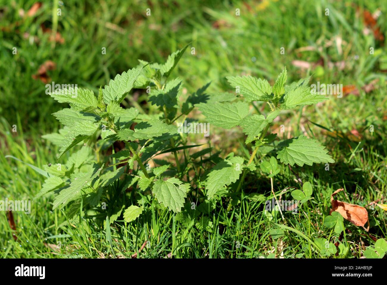 Common nettle or Urtica dioica or Stinging nettle or Nettle leaf or ...