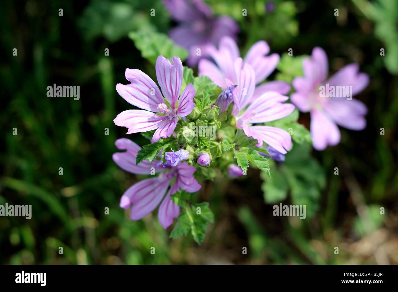 Tall Herb High Resolution Stock Photography and Images - Alamy