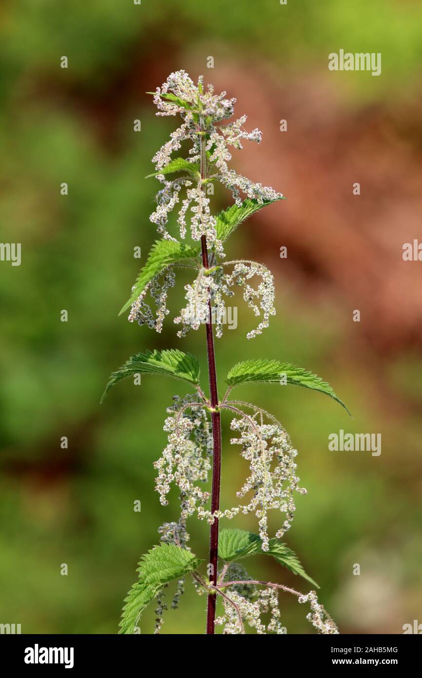 Common nettle or Urtica dioica or Stinging nettle or Nettle leaf or ...