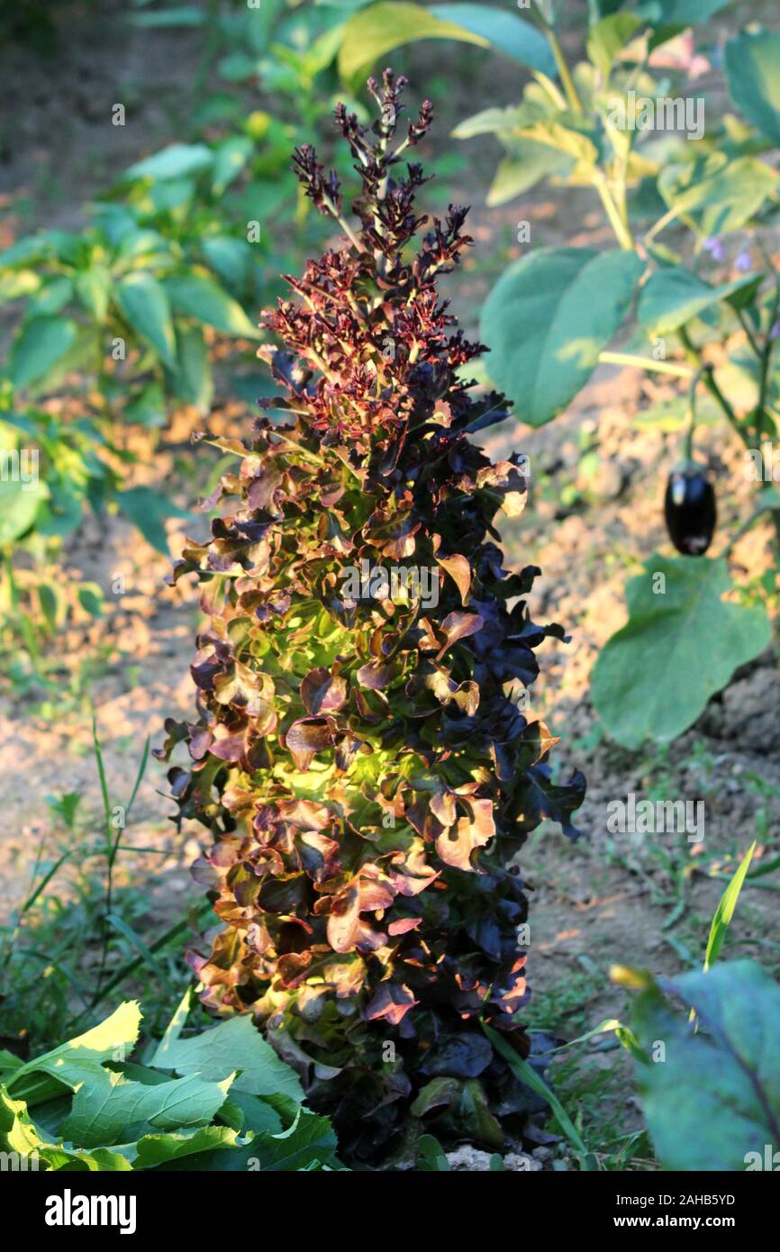 Tall lettuce hi-res stock photography and images - Alamy