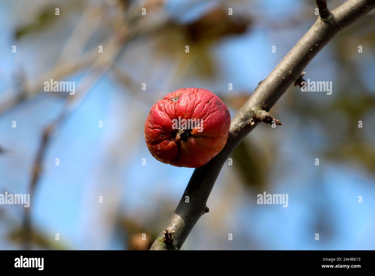 Shriveled Apple High Resolution Stock Photography and Images - Alamy