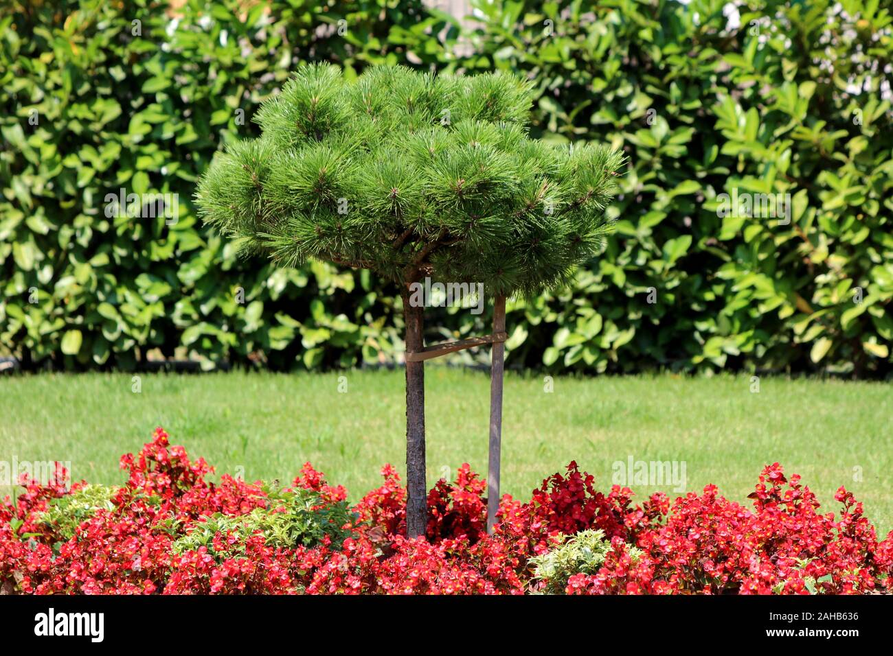 Decorative pine tree growing above densely planted Begonia plants with ...