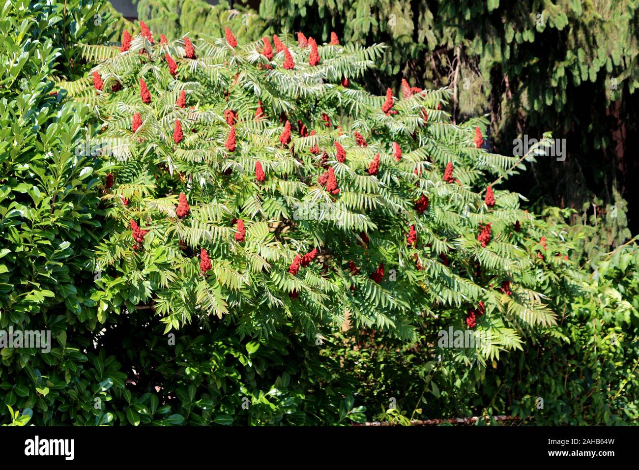 Dense treetop of Staghorn sumac or Rhus typhina dioecious deciduous ...