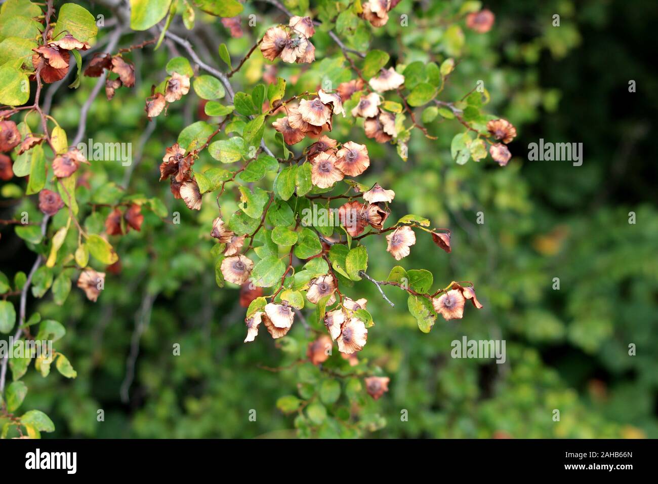 Densely growing Jerusalem thorn or Paliurus spina christi or Garland ...