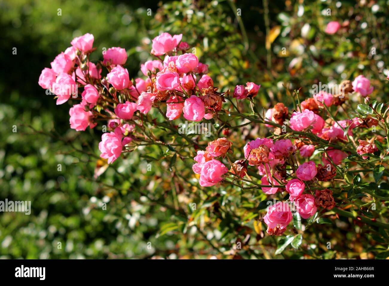 Densely growing bunches of very small fully open blooming and closed ...