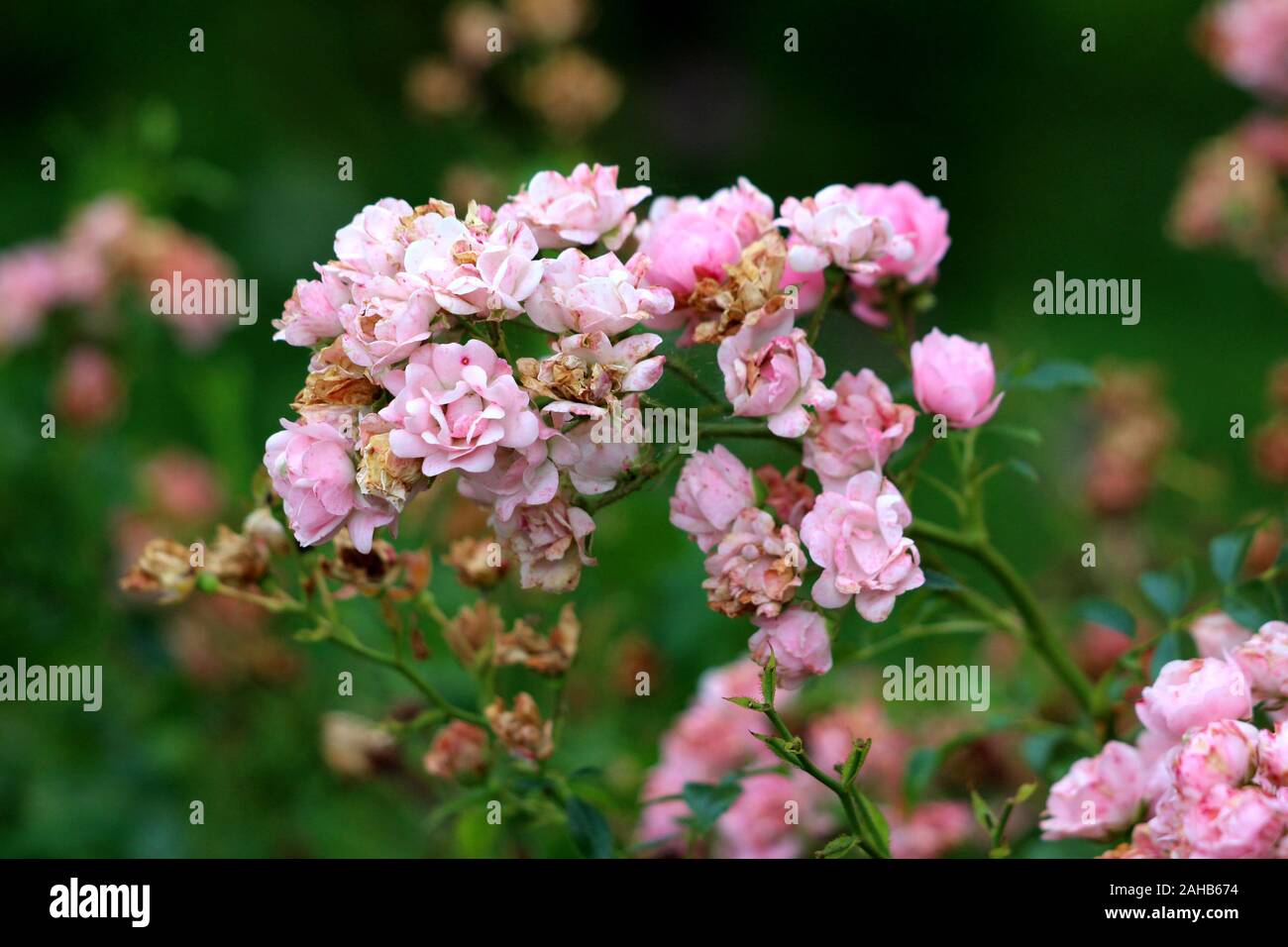 Densely growing cluster of small light pink open blooming and closed ...