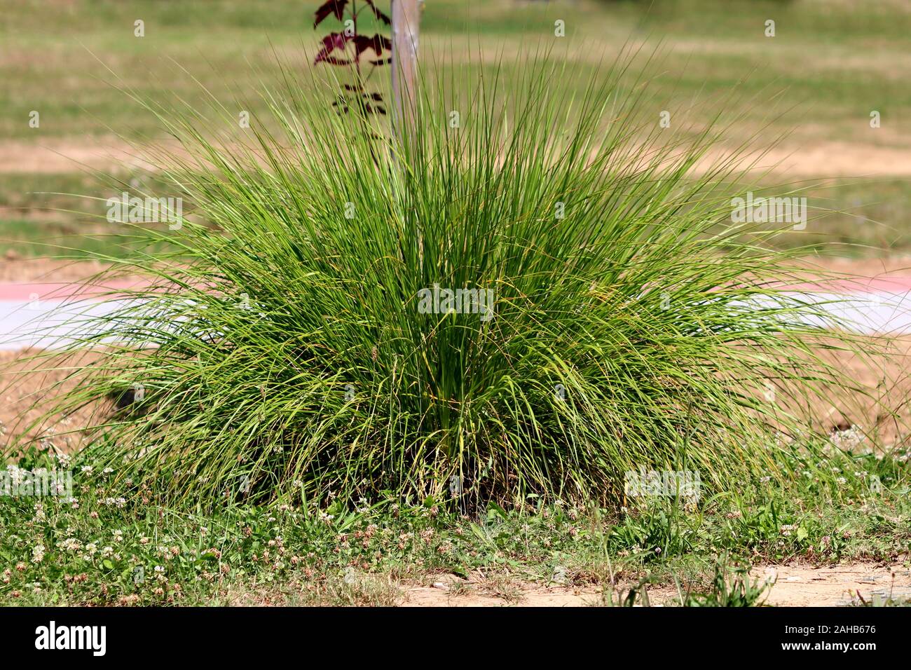 Densely growing bush like ornamental grass planted in local public park ...