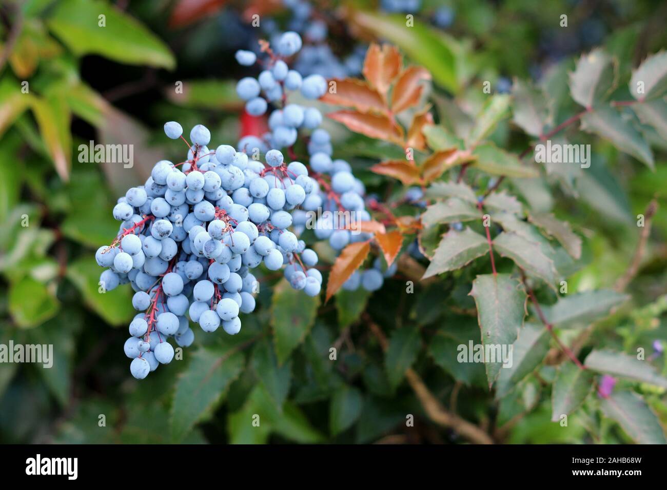 Densely planted Oregon grape or Mahonia aquifolium evergreen shrub ...