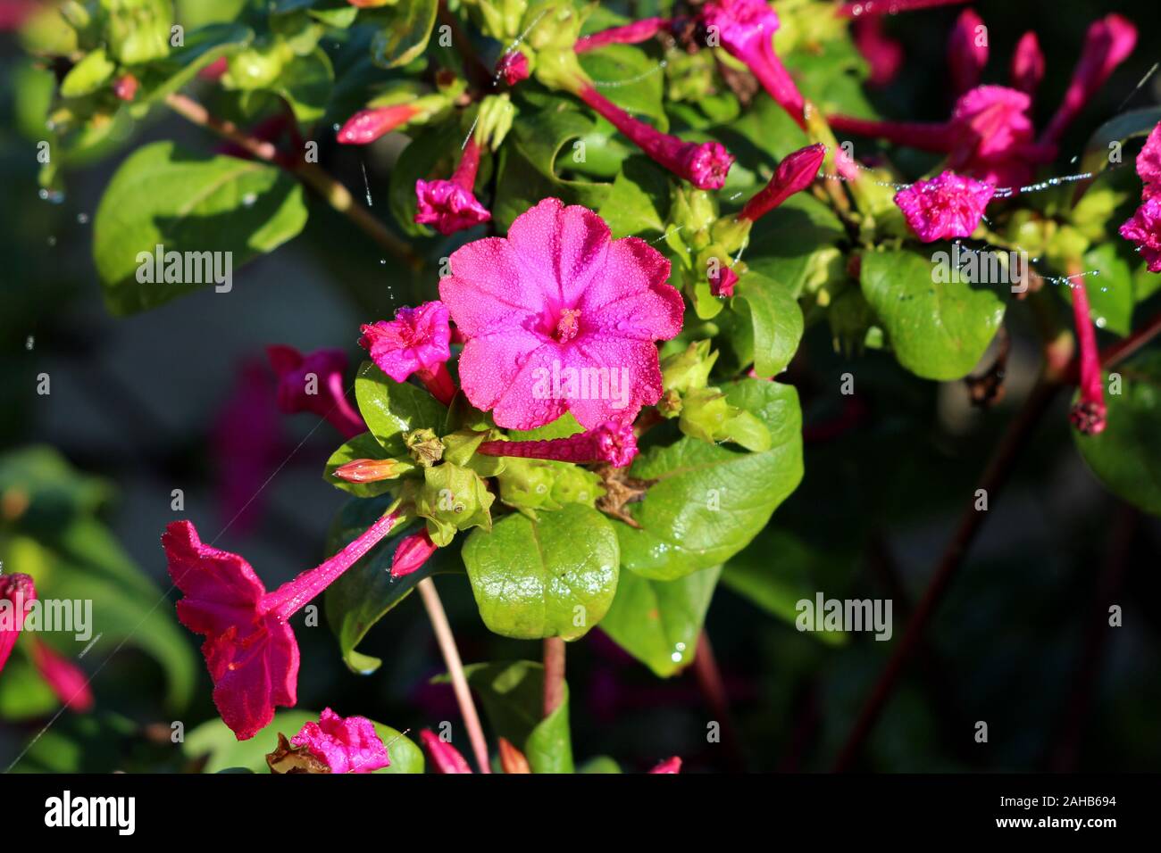 Densely planted Marvel of Peru or Mirabilis jalapa or Four oclock ...