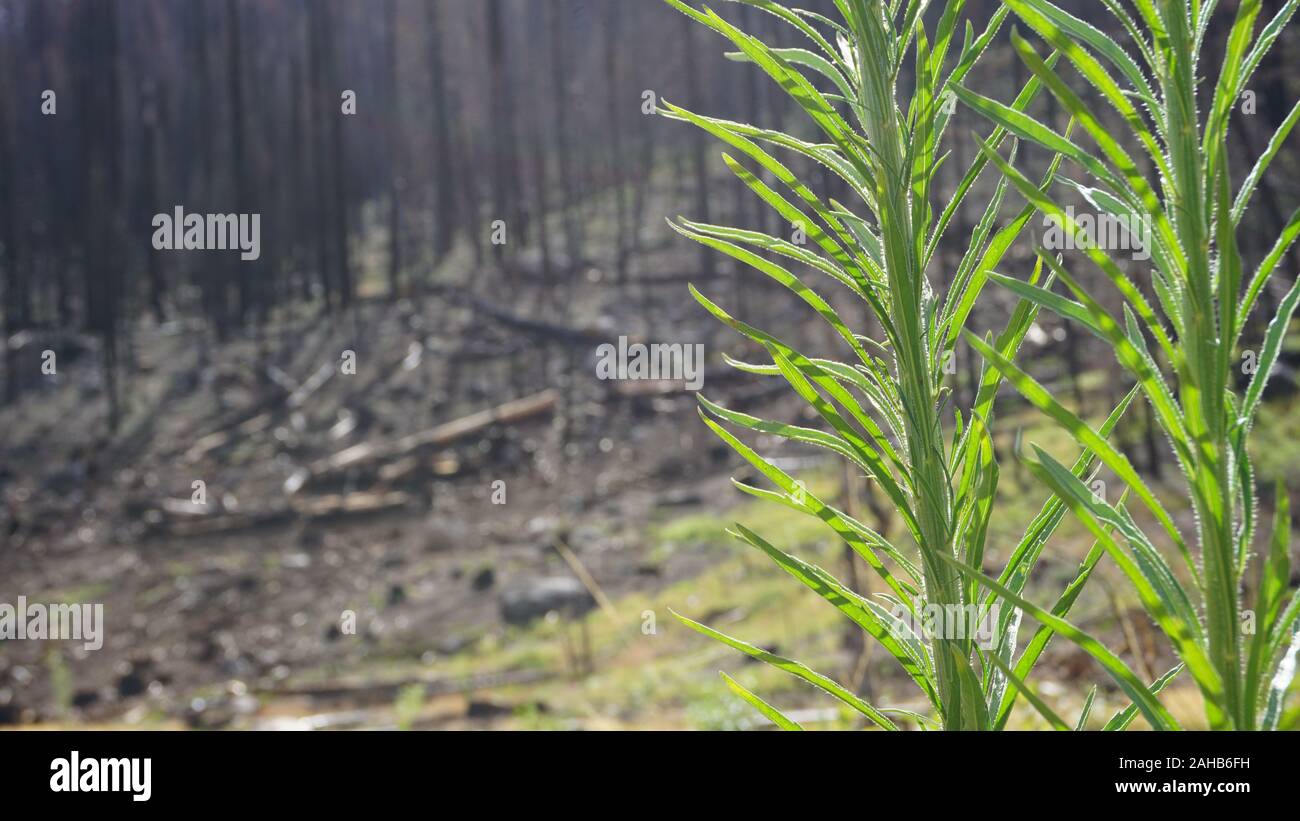 Forest fire regeneration hi-res stock photography and images - Alamy