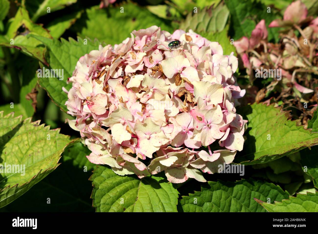 Fly on top of Hydrangea or Hortensia flowering garden shrub with bunch ...
