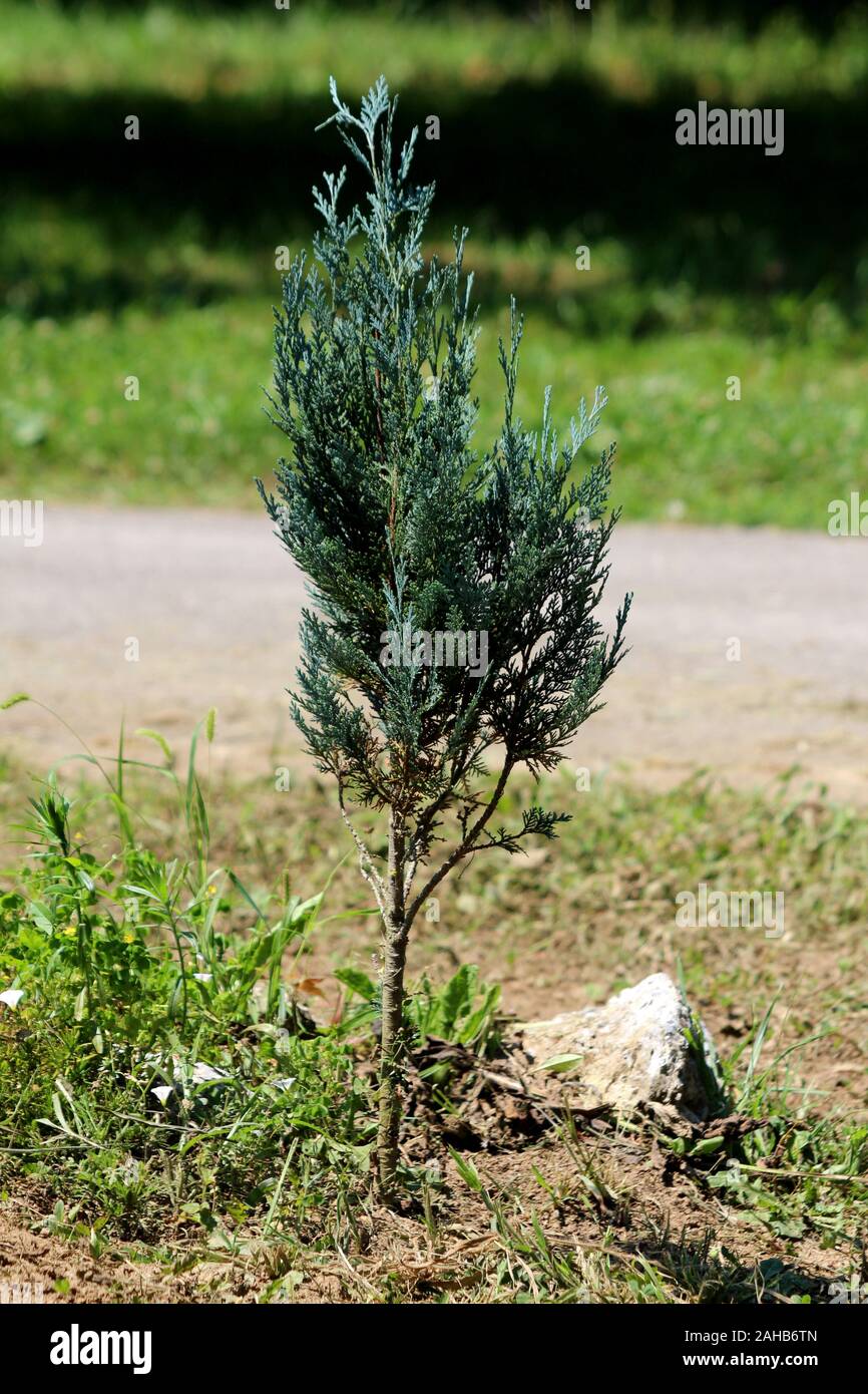 Scale like leaves hi-res stock photography and images - Alamy