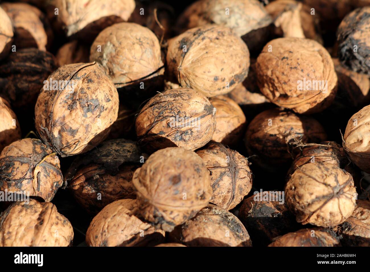 Freshly picked ripe organic light brown walnut shells with edible seeds ...