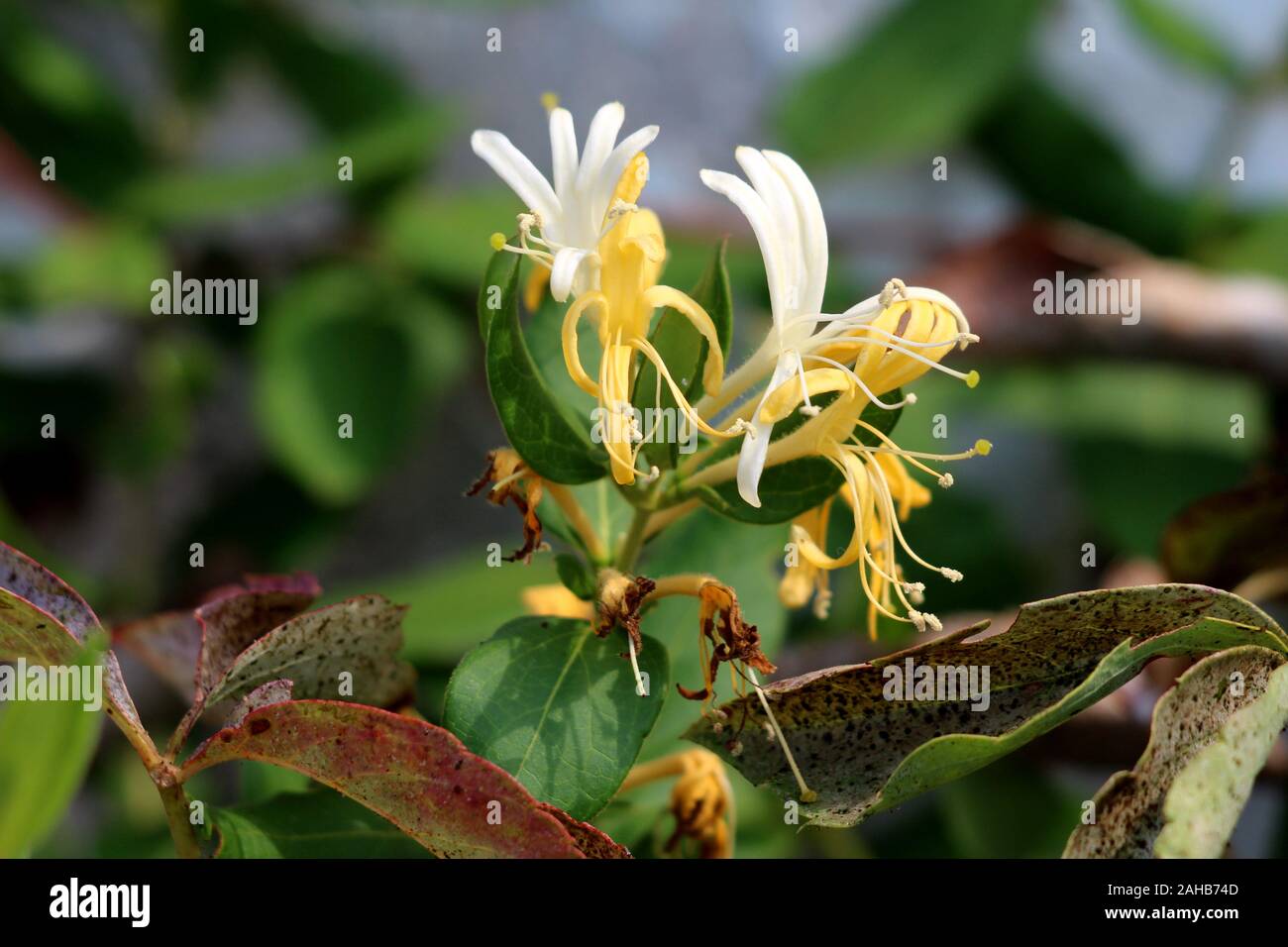Honeysuckle or Lonicera hardy twining climber plant with bilaterally ...