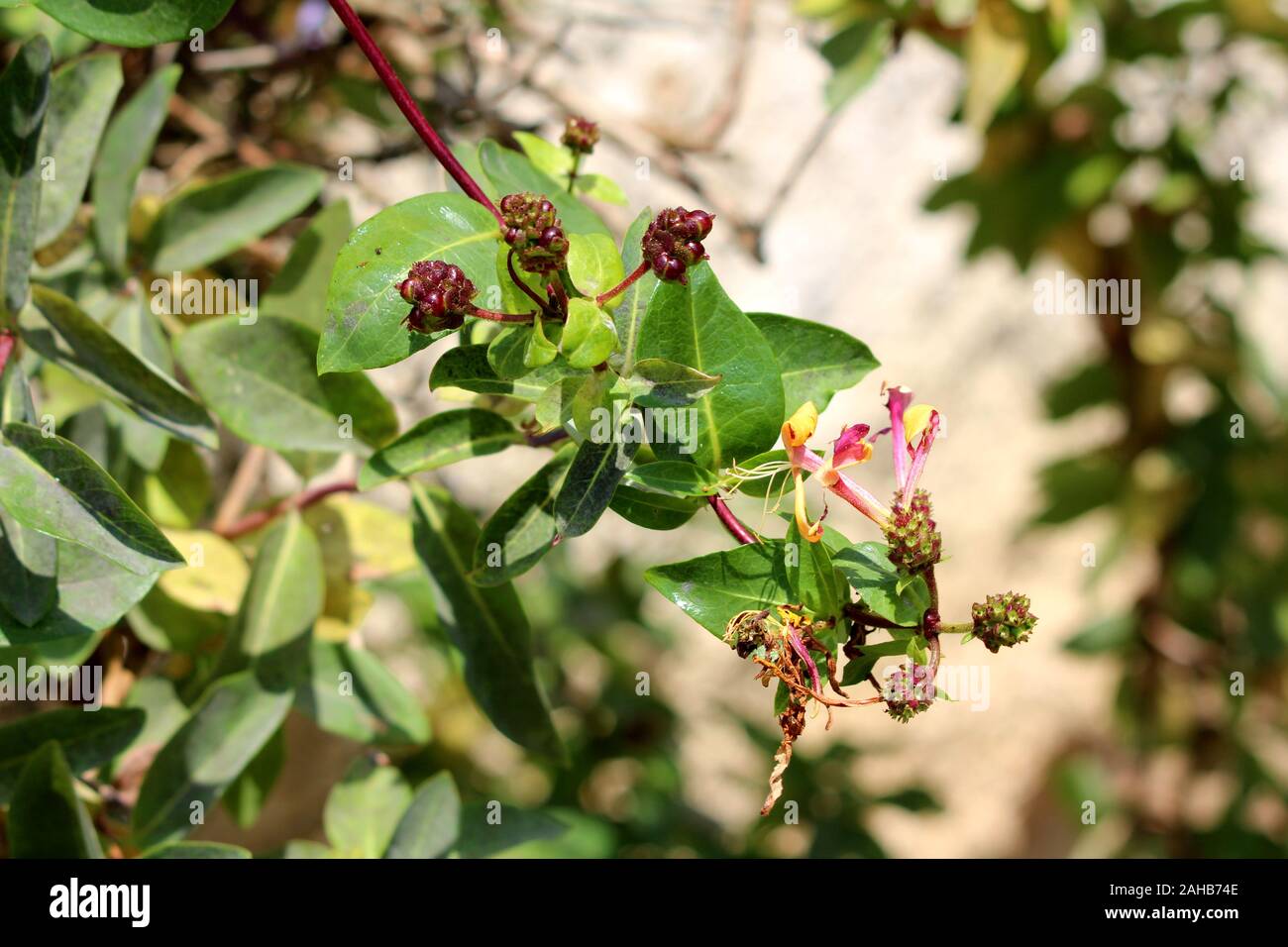 Bilaterally symmetrical flowers hi-res stock photography and images - Alamy