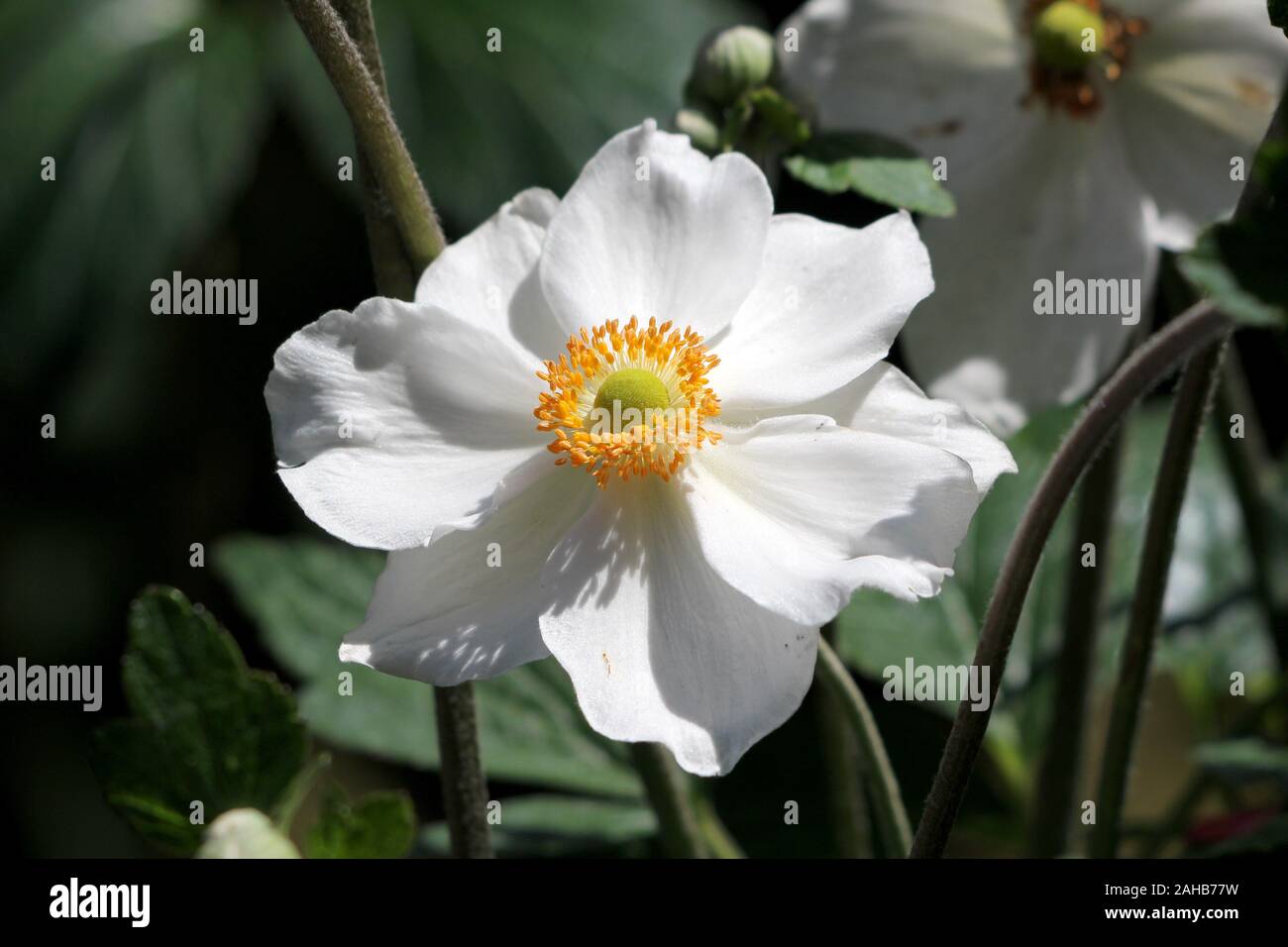 Japanese anemone or Anemone hupehensis or Thimbleweed or Windflower or ...
