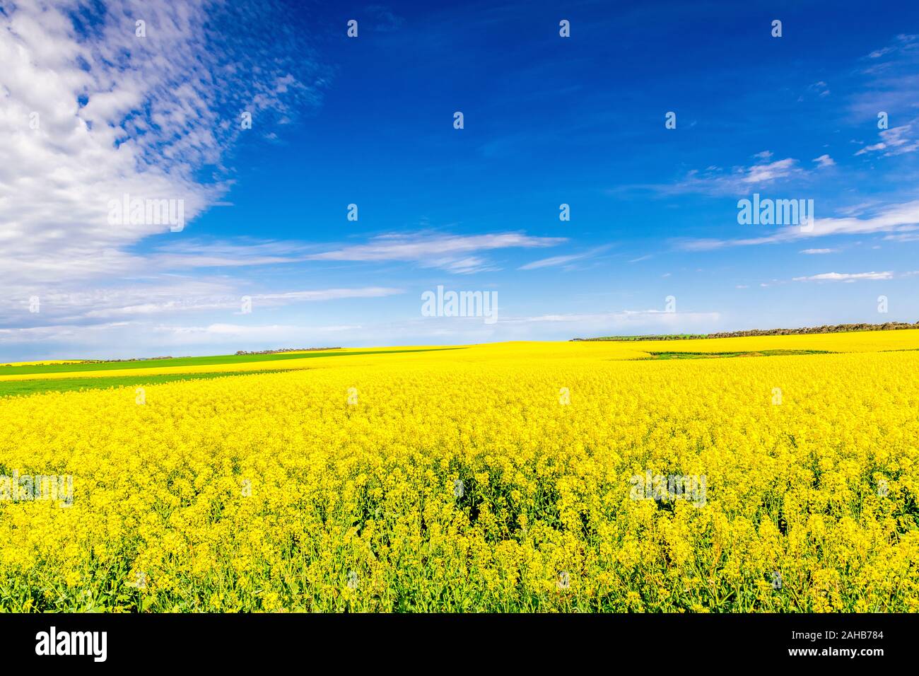 A canola flower hi-res stock photography and images - Alamy