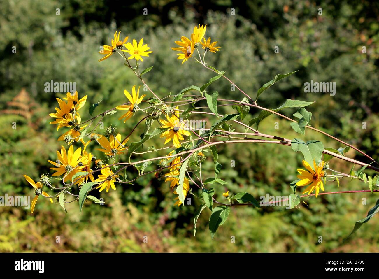 Jerusalem artichoke or Helianthus tuberosus or Sunroot or Sunchoke or ...