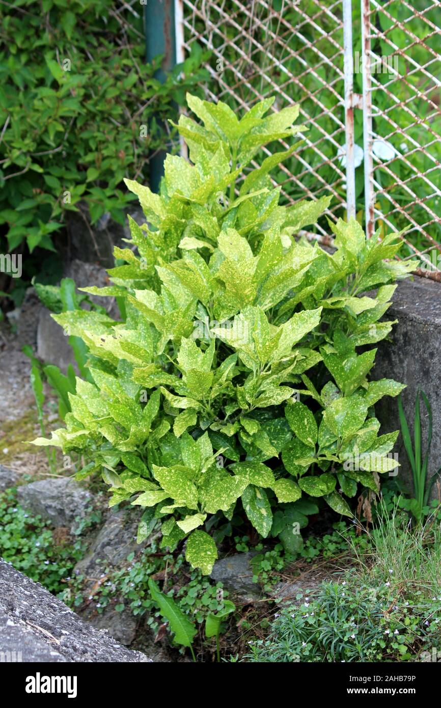 Japanese laurel or Aucuba japonica or Spotted laurel or Gold dust plant ...