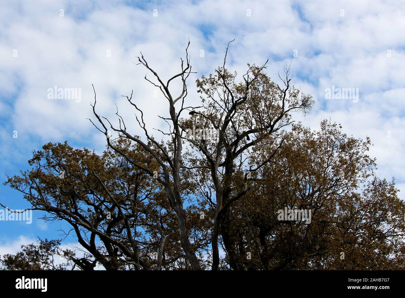 Large old tall dried barren tree in front of other trees filled with ...