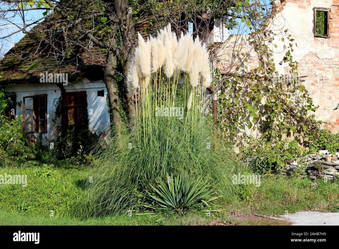 Large Pampas grass or Cortaderia selloana perennial flowering plant ...